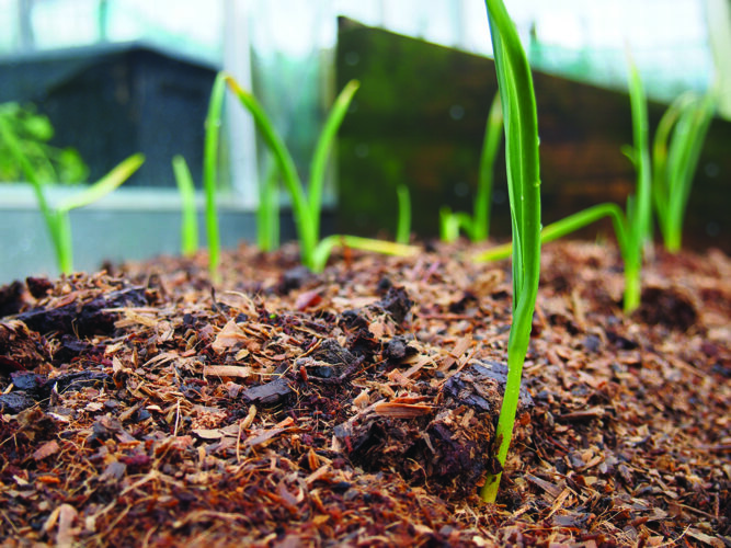 Garden Microclimates: Shrug Off Your Growing Zone – Mother Earth News